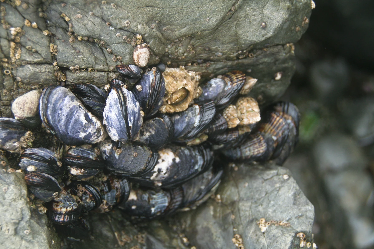 California Mussel | NatureRules1 Wiki | Fandom