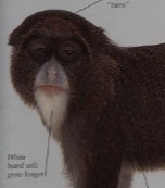De Brazza's Monkey | NatureRules1 Wiki | Fandom