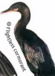 Flightless Cormorant | NatureRules1 Wiki | Fandom