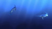List of Species in Finding Nemo | NatureRules1 Wiki | Fandom