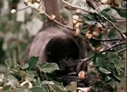 Brown Woolly Monkey | NatureRules1 Wiki | Fandom
