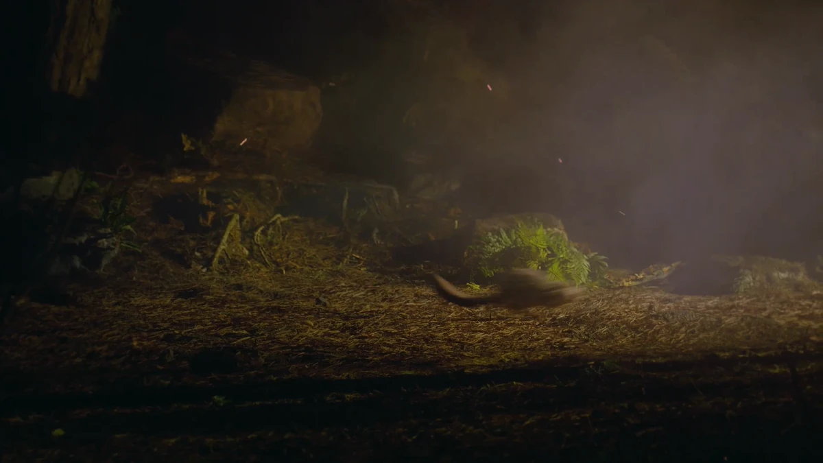 Cimolodon | NatureRules1 Wiki | Fandom