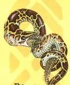 Indian Python | NatureRules1 Wiki | Fandom