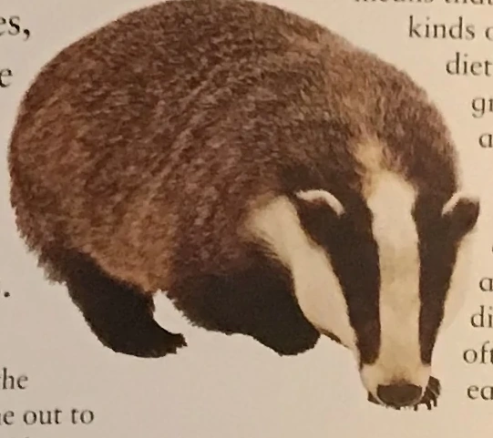 European Badger/Books | NatureRules1 Wiki | Fandom