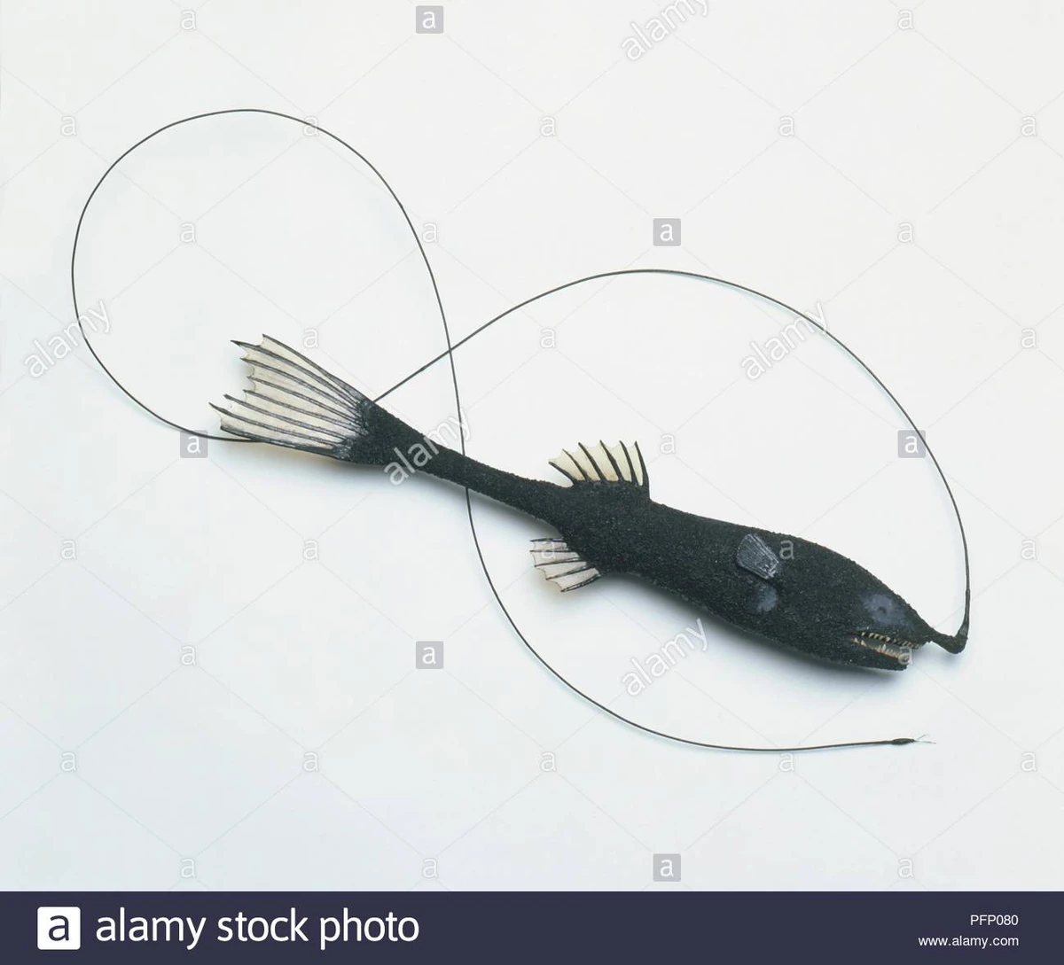 Elsman's Whipnose | NatureRules1 Wiki | Fandom