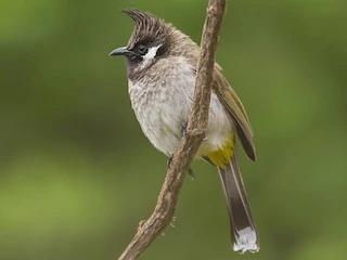 Himalayan Bulbul | NatureRules1 Wiki | Fandom