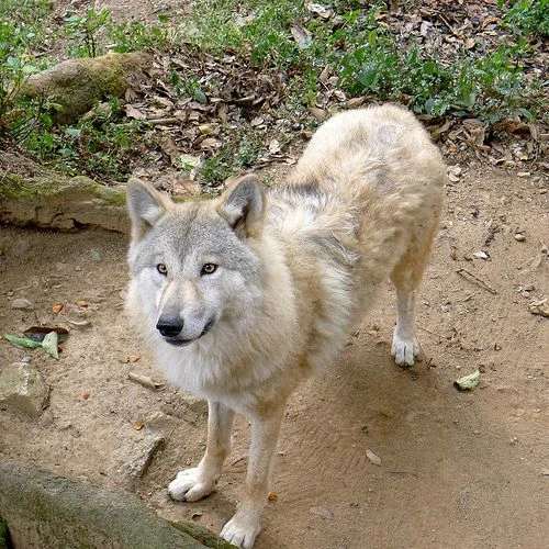 Himalayan Wolf | NatureRules1 Wiki | Fandom