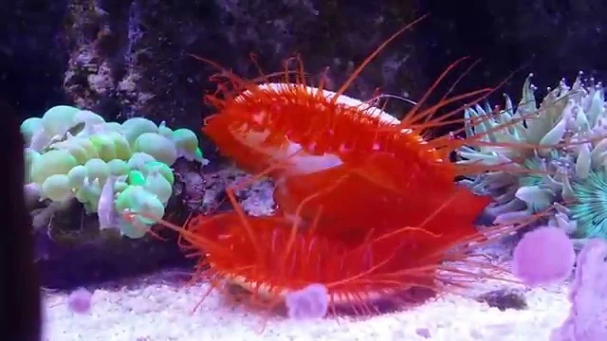 Disco Clam | NatureRules1 Wiki | Fandom
