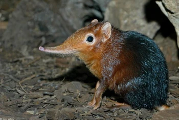 Black-and-rufous Sengi | NatureRules1 Wiki | Fandom