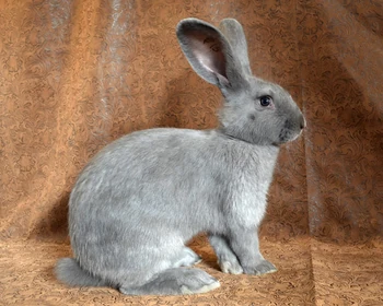 Beveren Rabbit | NatureRules1 Wiki | Fandom