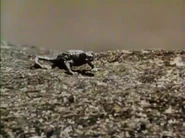 Pebble Toad | NatureRules1 Wiki | Fandom