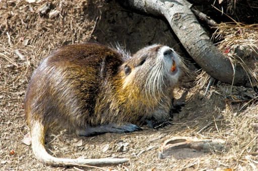 Nutria | NatureRules1 Wiki | Fandom