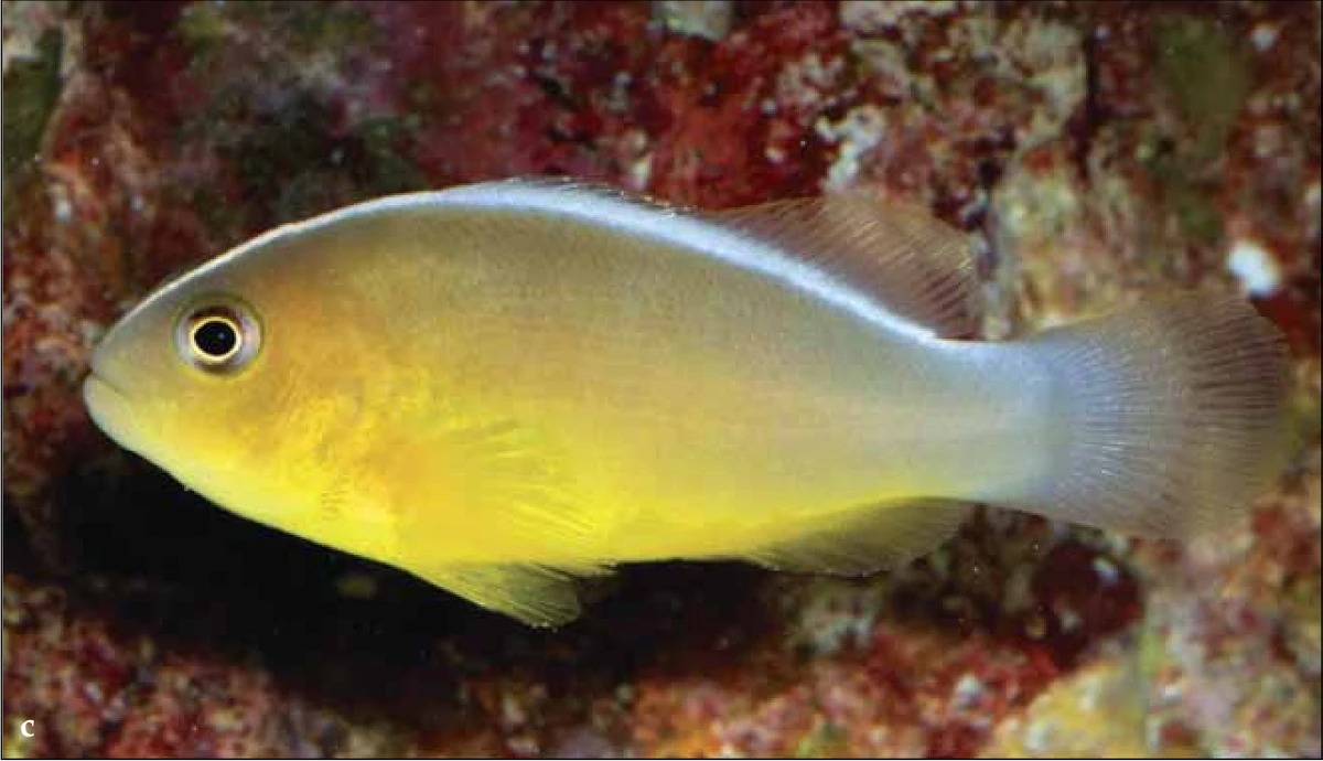 Pacific Anemonefish | NatureRules1 Wiki | Fandom