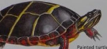 Painted Turtle | NatureRules1 Wiki | Fandom