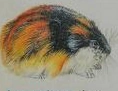 Norway Lemming | NatureRules1 Wiki | Fandom