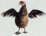 Flightless Cormorant | NatureRules1 Wiki | Fandom