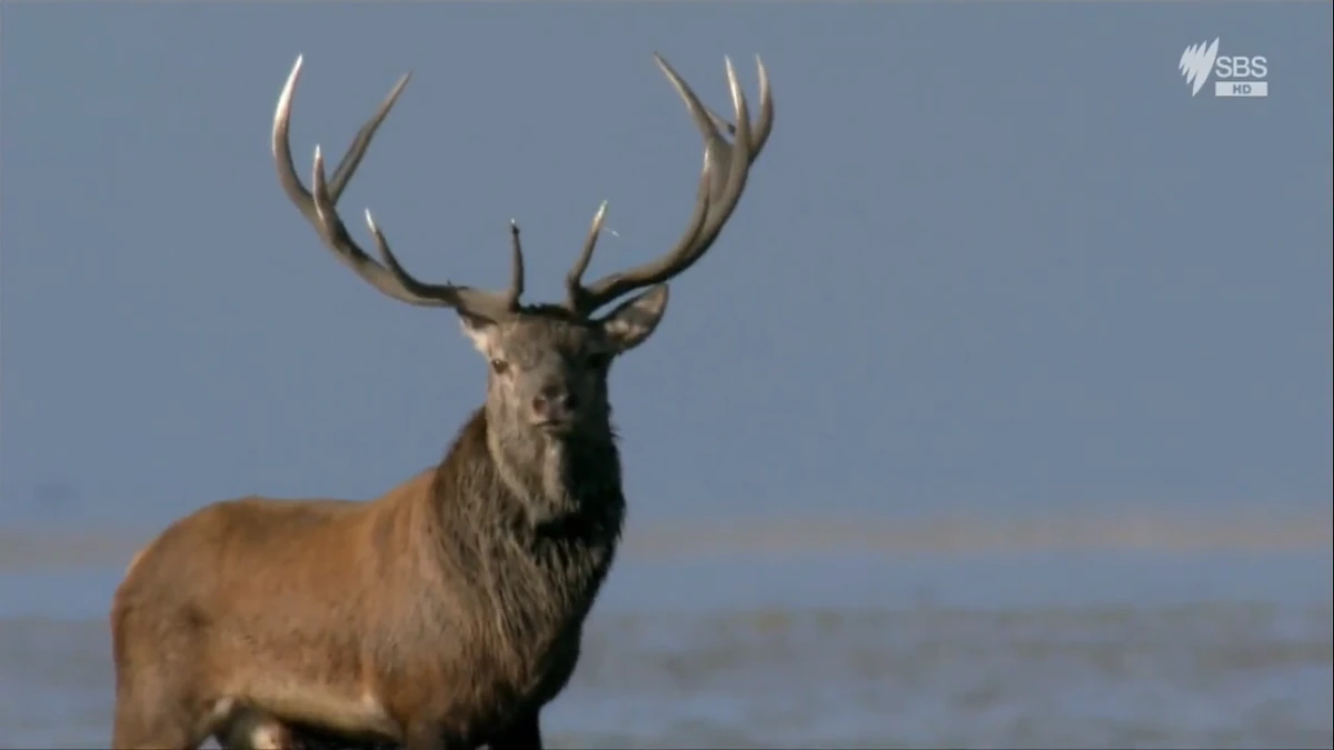 Triviatopia | NatureRules1 Wiki | Fandom