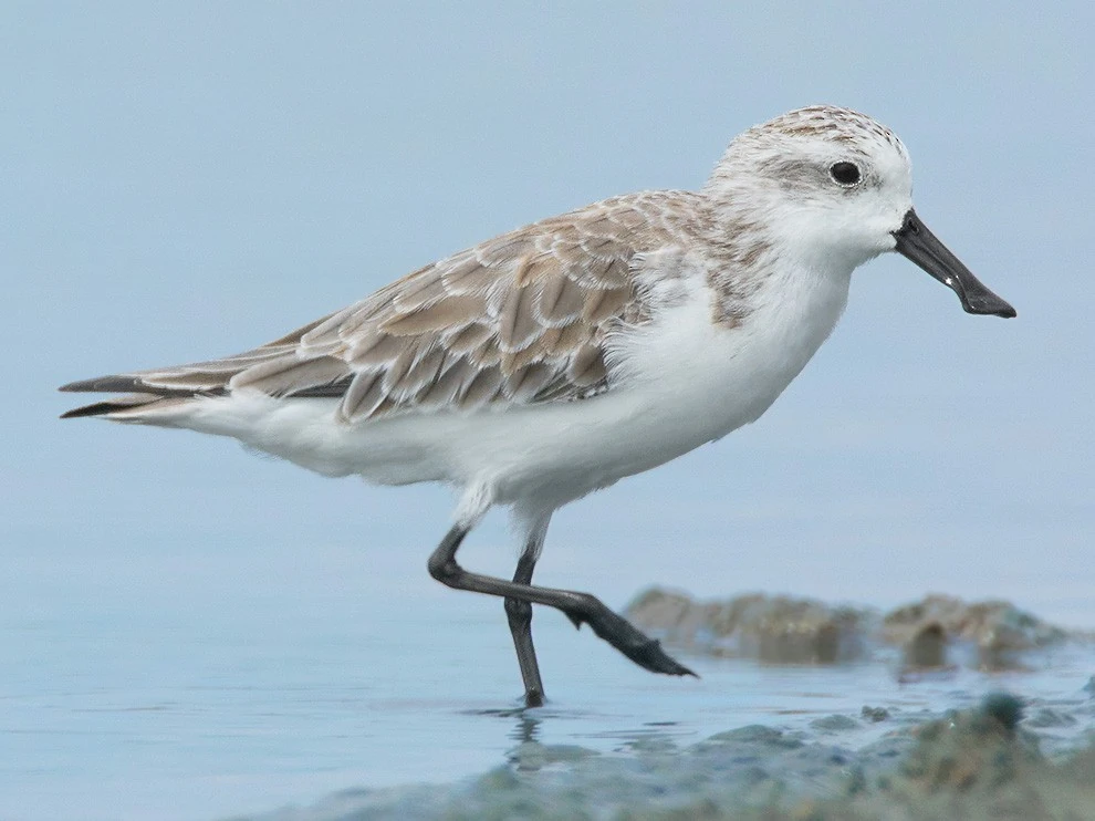 Spoon-billed Sandpiper | NatureRules1 Wiki | Fandom
