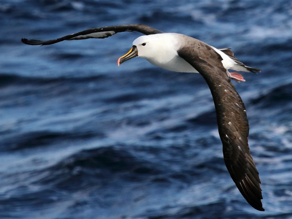Atlantic Yellow-nosed Albatross | NatureRules1 Wiki | Fandom