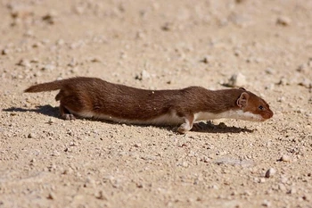 Egyptian Weasel | NatureRules1 Wiki | Fandom