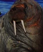 Scary Creatures Pinnipeds | NatureRules1 Wiki | Fandom