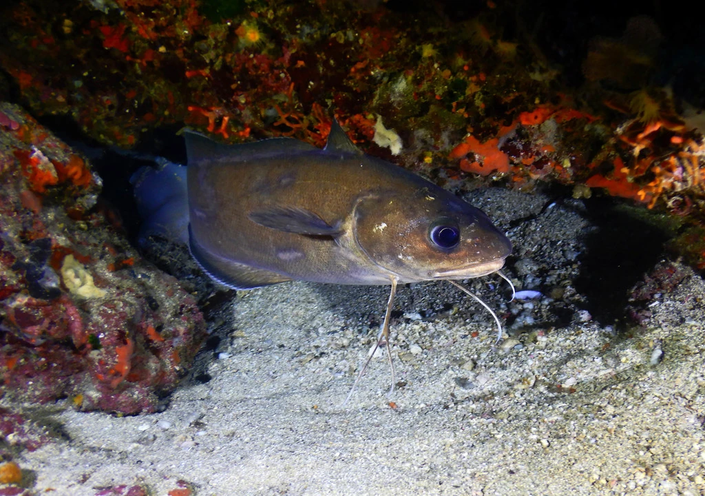 Forkbeard | NatureRules1 Wiki | Fandom