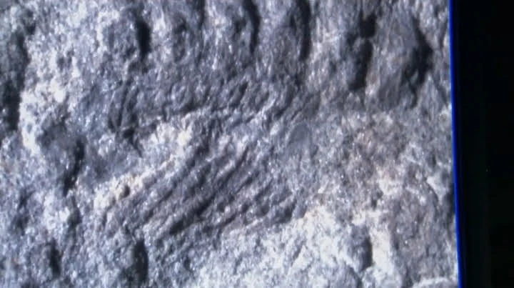 Pneumodesmus | NatureRules1 Wiki | Fandom