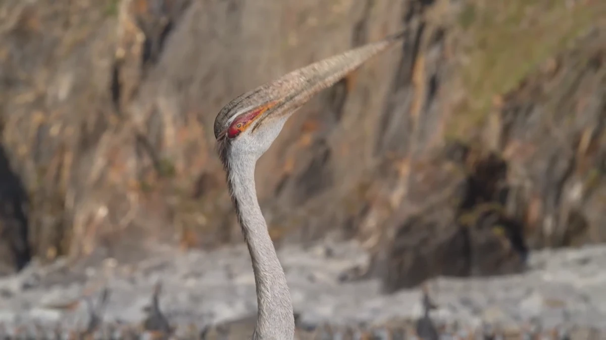 Phosphatodraco | NatureRules1 Wiki | Fandom