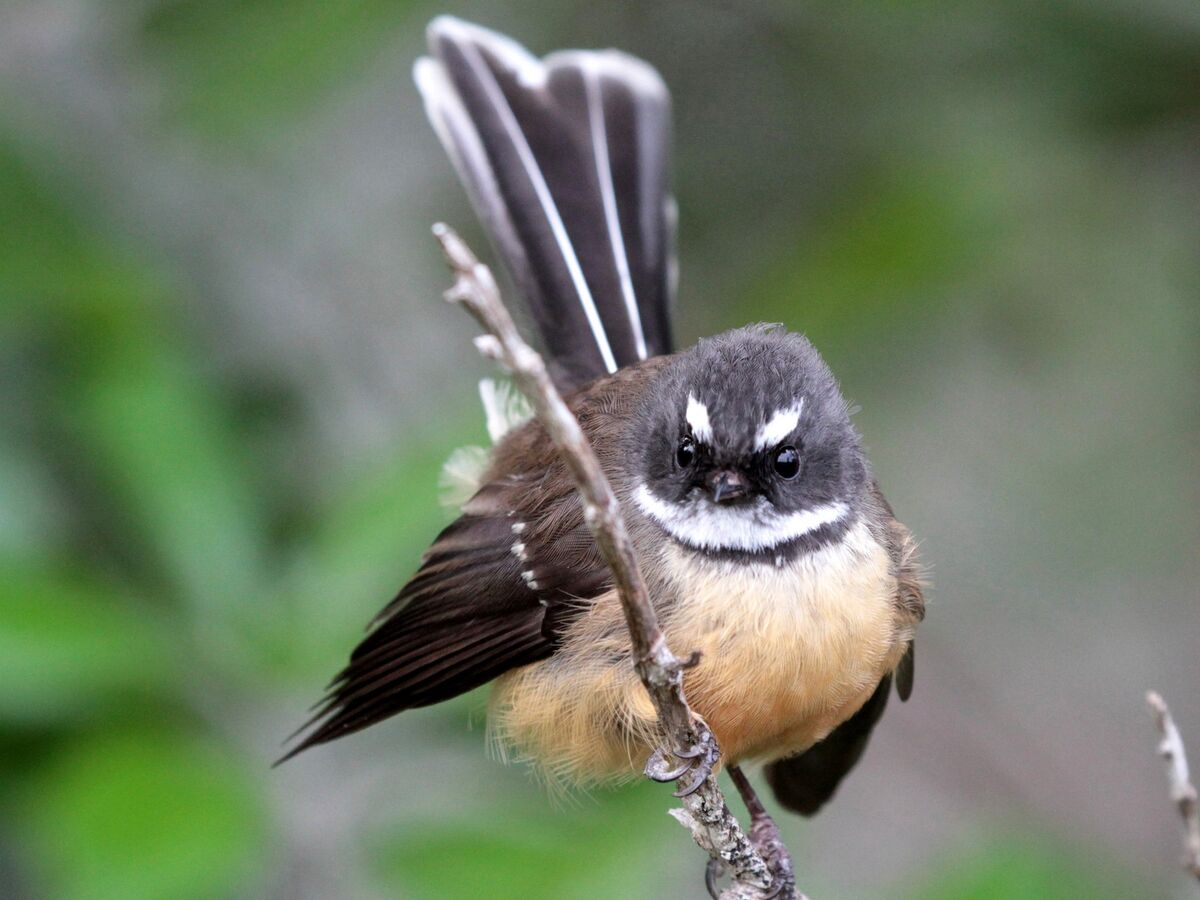 New Zealand Fantail Naturerules1 Wiki Fandom