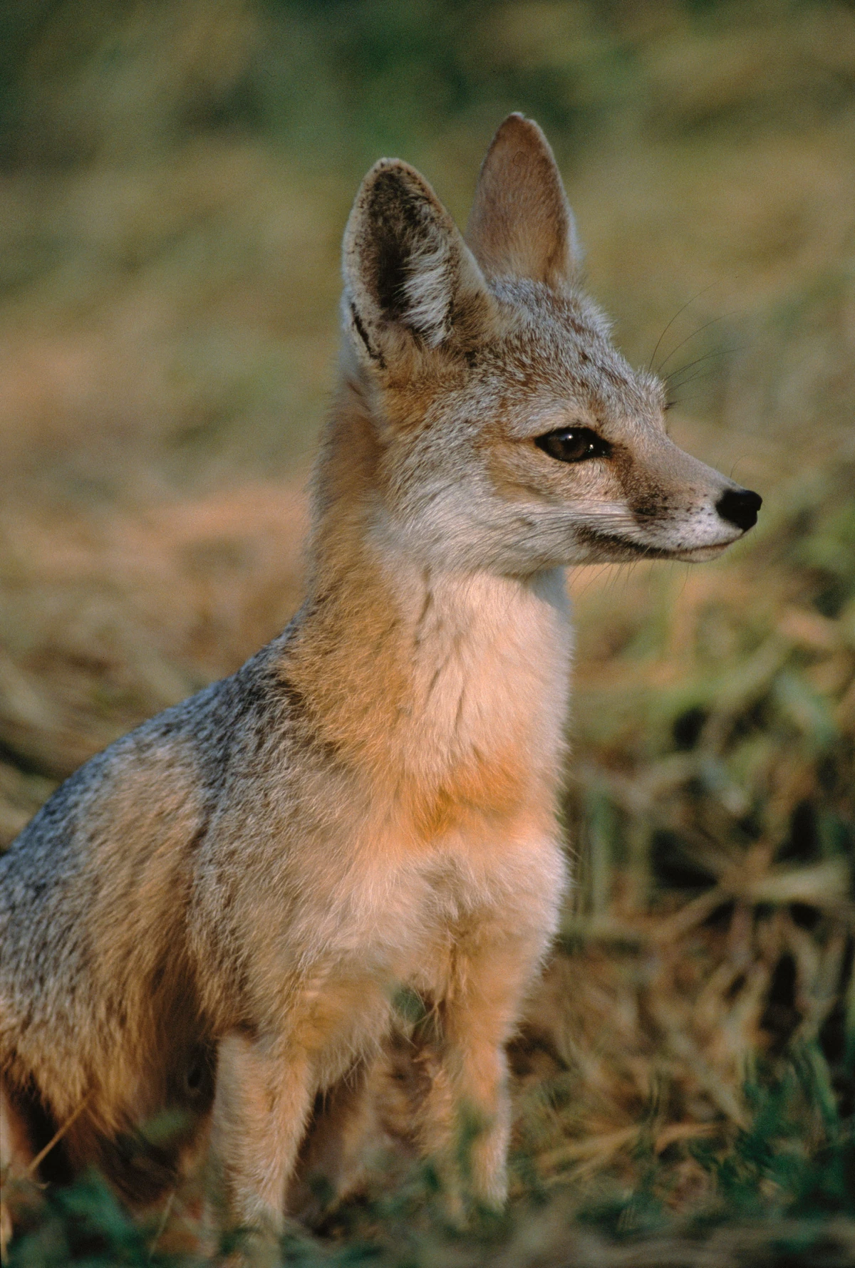 Kit Fox | NatureRules1 Wiki | Fandom