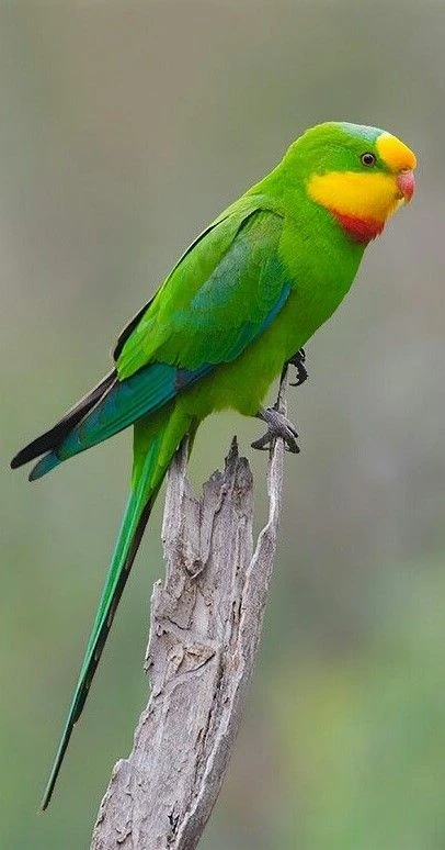 Superb Parrot | NatureRules1 Wiki | Fandom