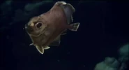 False Boarfish | NatureRules1 Wiki | Fandom