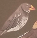 Vampire Ground Finch | NatureRules1 Wiki | Fandom