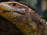 Category:Tegus | NatureRules1 Wiki | Fandom