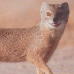 Yellow Mongoose | NatureRules1 Wiki | Fandom
