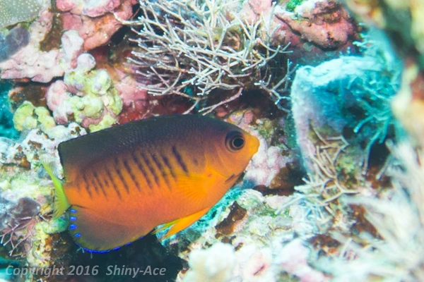 Mango Angelfish | NatureRules1 Wiki | Fandom