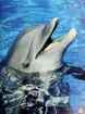 The Dolphin: Story of a Dreamer | NatureRules1 Wiki | Fandom