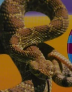 Mojave Green Rattlesnake | NatureRules1 Wiki | Fandom