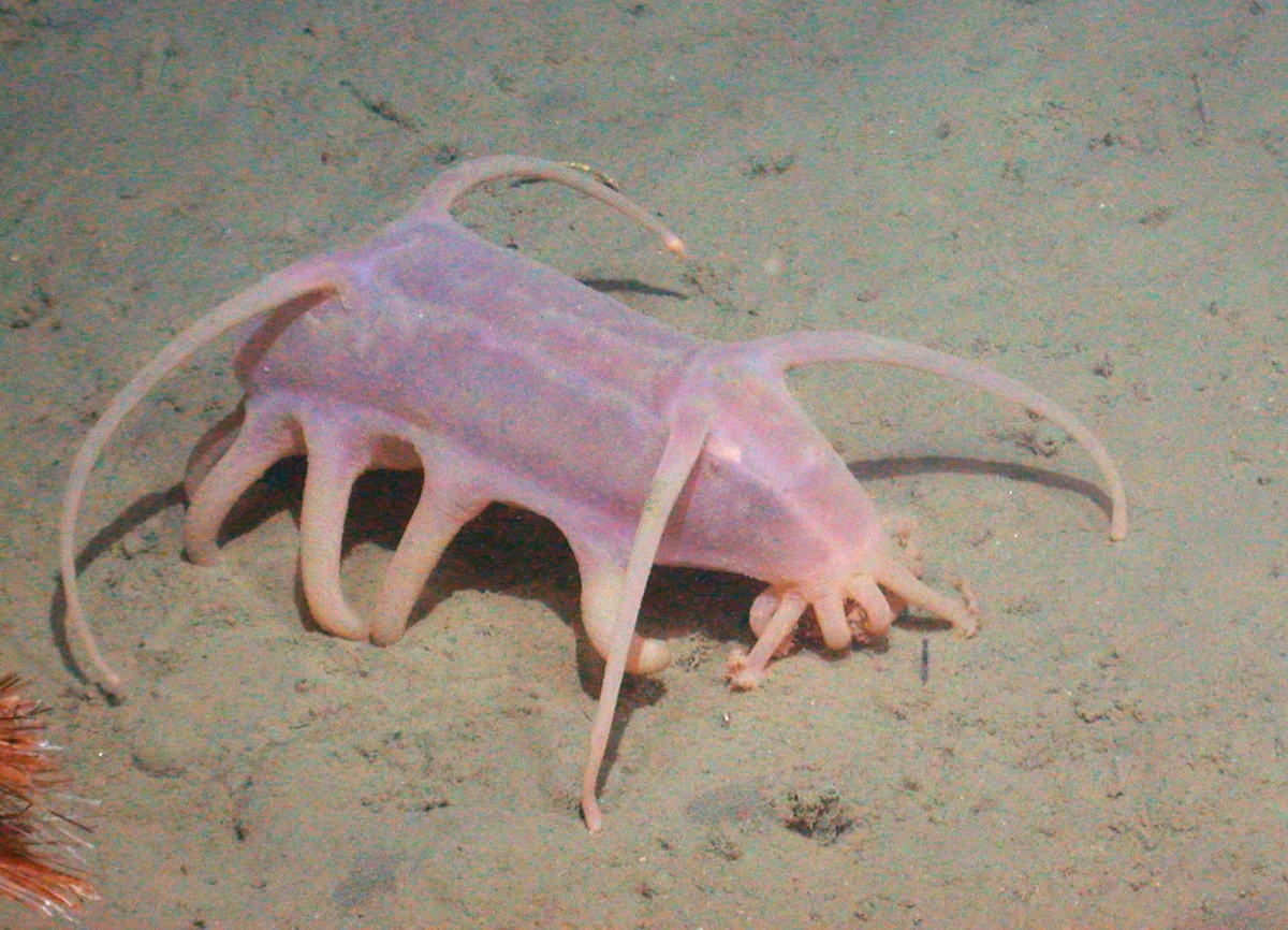 Sea Pig | NatureRules1 Wiki | Fandom