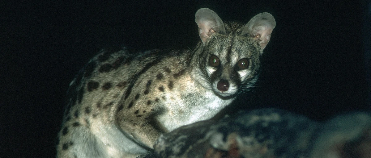 Common Genet | NatureRules1 Wiki | Fandom
