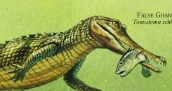 False Gharial | NatureRules1 Wiki | Fandom