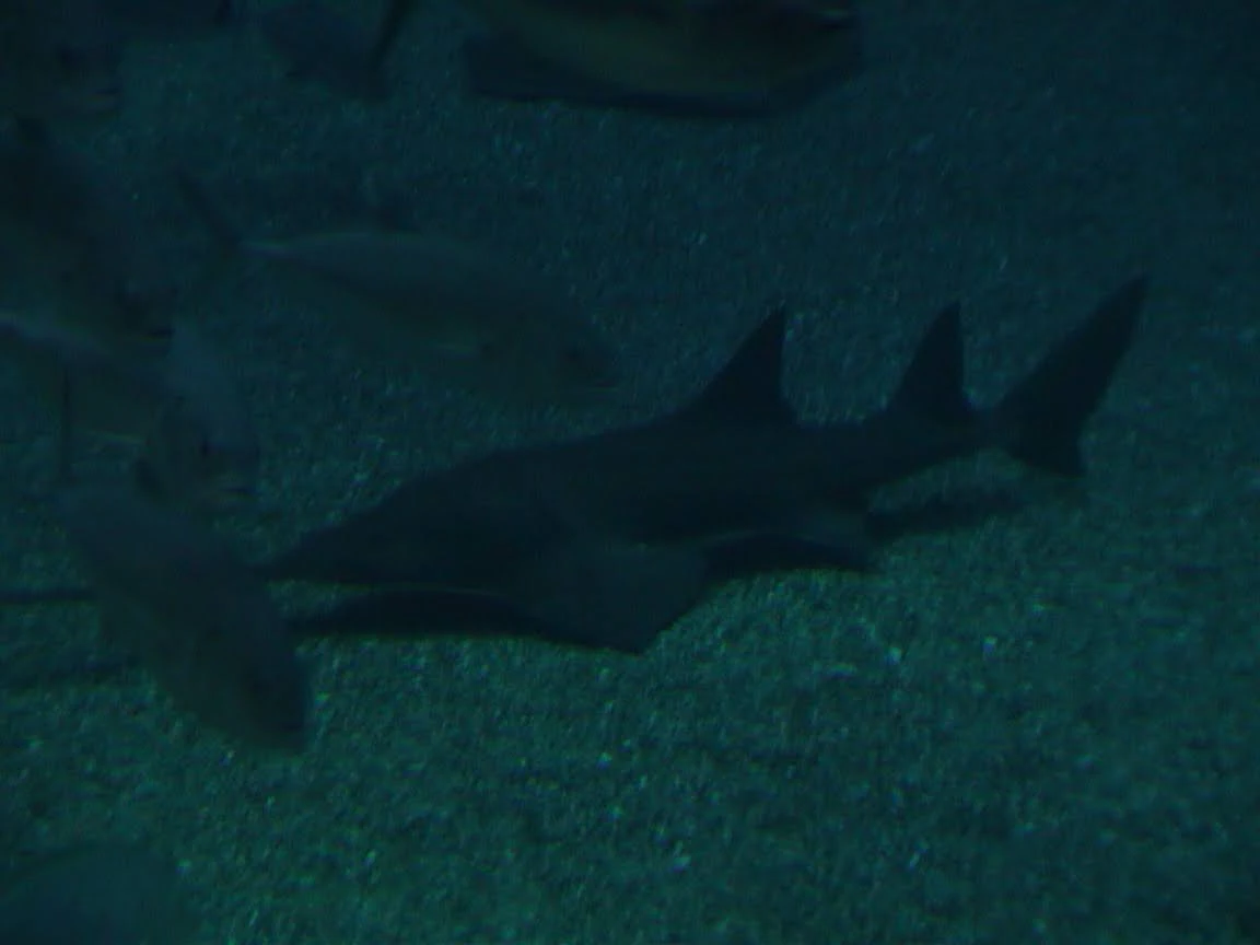 Dwarf Sawfish | NatureRules1 Wiki | Fandom