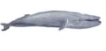 Blue Whale | NatureRules1 Wiki | Fandom