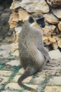 Sabaeus Monkey | NatureRules1 Wiki | Fandom