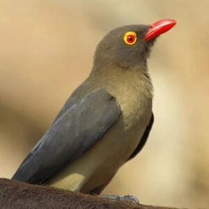 Red Billed Oxpecker