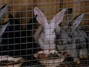 Domestic Rabbit | NatureRules1 Wiki | Fandom