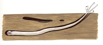 Naval Shipworm | NatureRules1 Wiki | Fandom