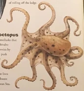 Musky Octopus | NatureRules1 Wiki | Fandom