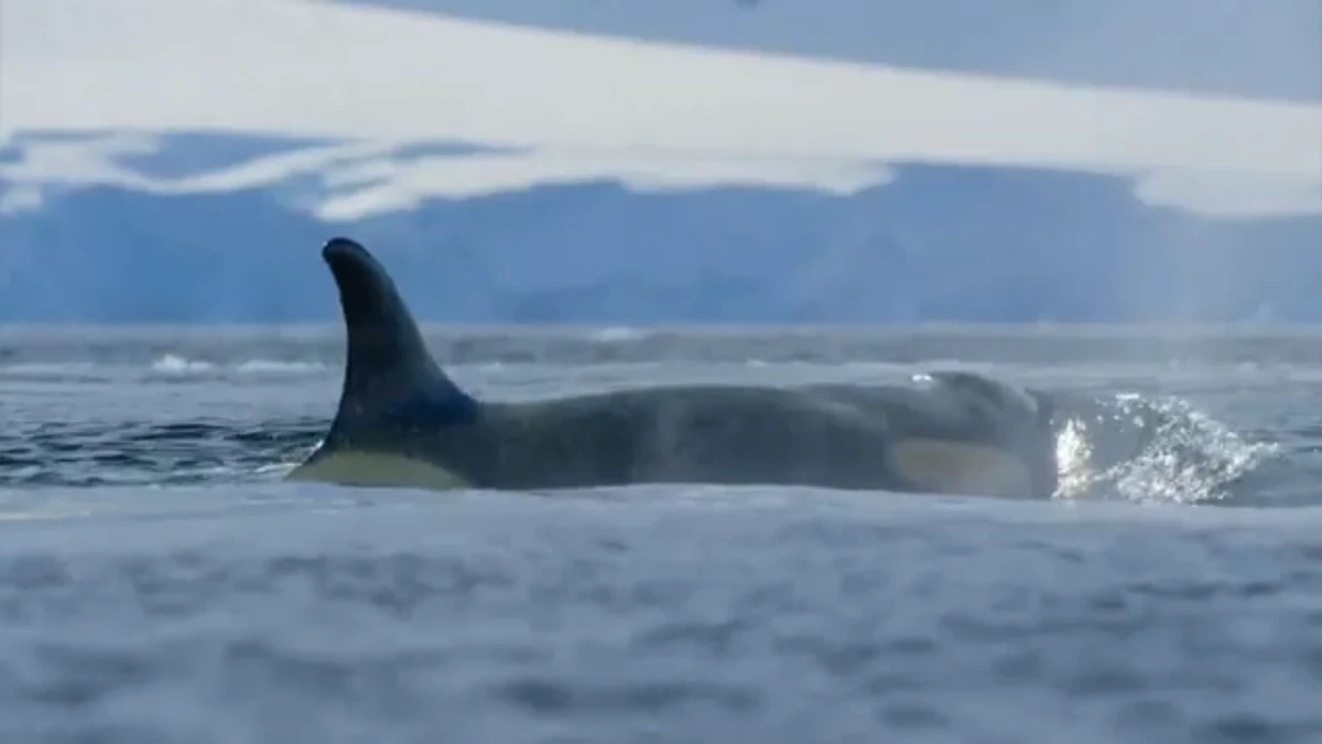 List of Species in Penguins (2019) | NatureRules1 Wiki | Fandom