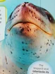 Really Wild Animals | NatureRules1 Wiki | Fandom